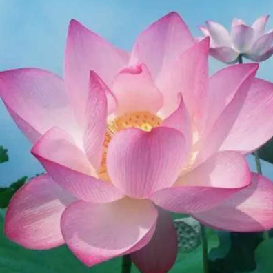 谭鑫培战太平赏析 西皮