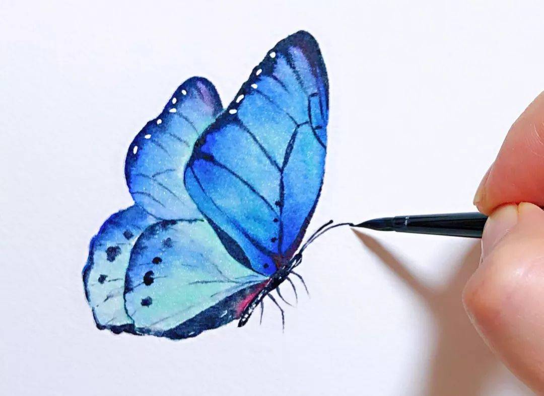 马兰花，请让我用画笔将你的美轻轻留下-搜狐大视野-搜狐新闻