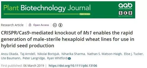 利用CRISPR/cas9敲除小麦Ms1基因获得纯合小麦雄性不育系-搜狐大视野-搜狐新闻