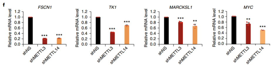 RNA m6A阅读蛋白IGF2BP增强mRNA稳定性&促进翻译 | m6A专题-搜狐大视野-搜狐新闻