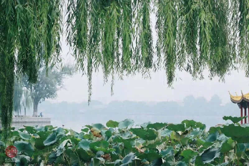 又是一年翠柳拂头时。杨柳