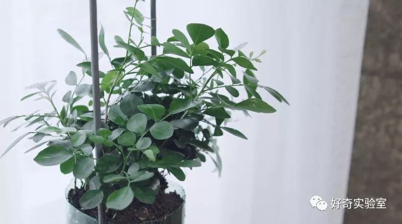 看绿色能保护视力?真相你绝对想不到!眼睛