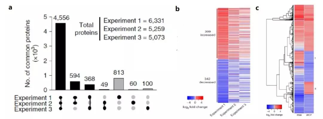 Nat Immunol:蛋白质组学揭示T细胞活化中的非降解型泛素化修饰_研究