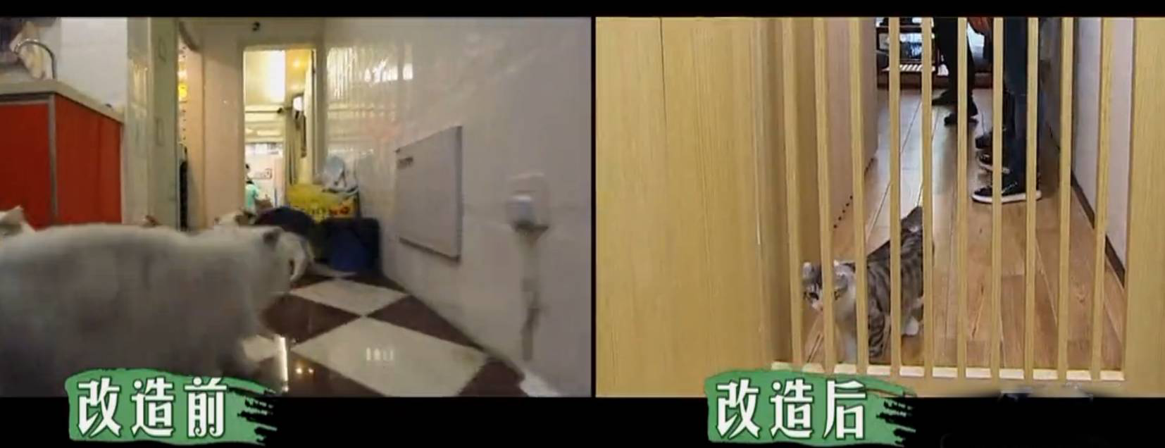 装修时，别忽略这位重要家庭成员！ 搜狐大视野 搜狐新闻
