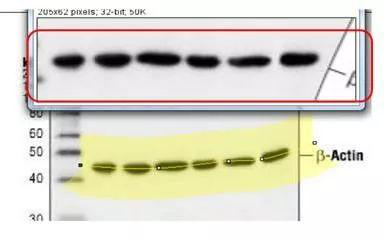 Image J实用技巧： Western Blot偏斜条带如何拉直_进行