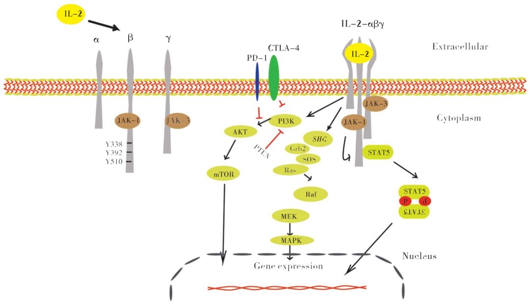 低剂量IL-2治疗系统性红斑狼疮等疾病的研究进展_Treg