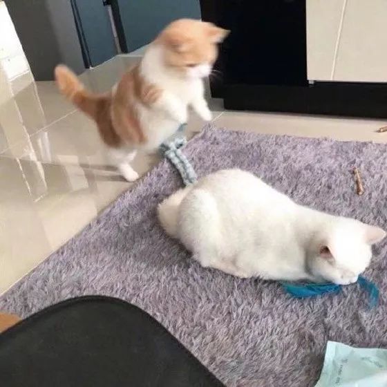 猫趴在地上，另一只猫从后面扑了过来抱住，这模样好甜蜜啊！by