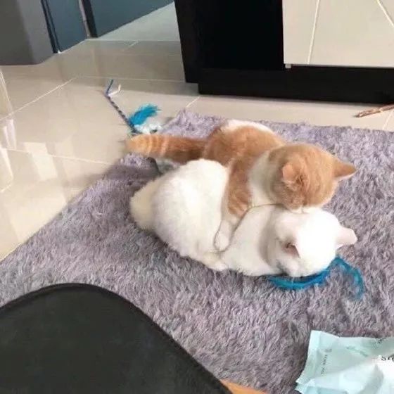 猫趴在地上，另一只猫从后面扑了过来抱住，这模样好甜蜜啊！by