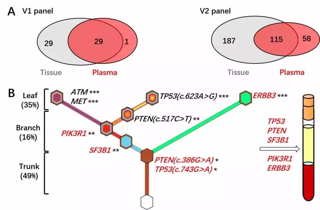 一作解读丨平行分析早期乳腺癌ctDNA和配对肿瘤组织体细胞突变_研究