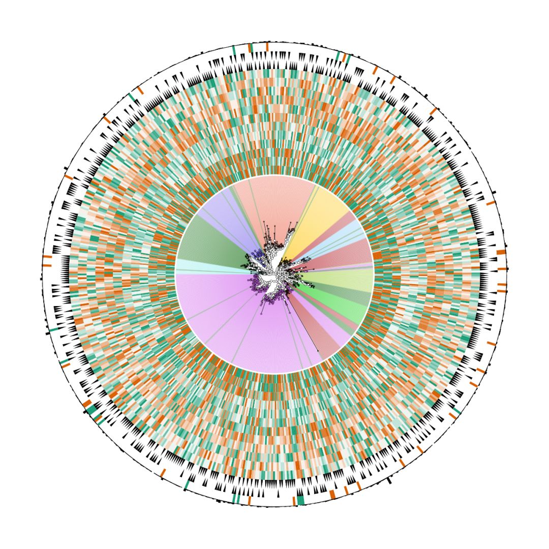 GraPhlAn：最美进化树或层级分类树学习笔记_全局