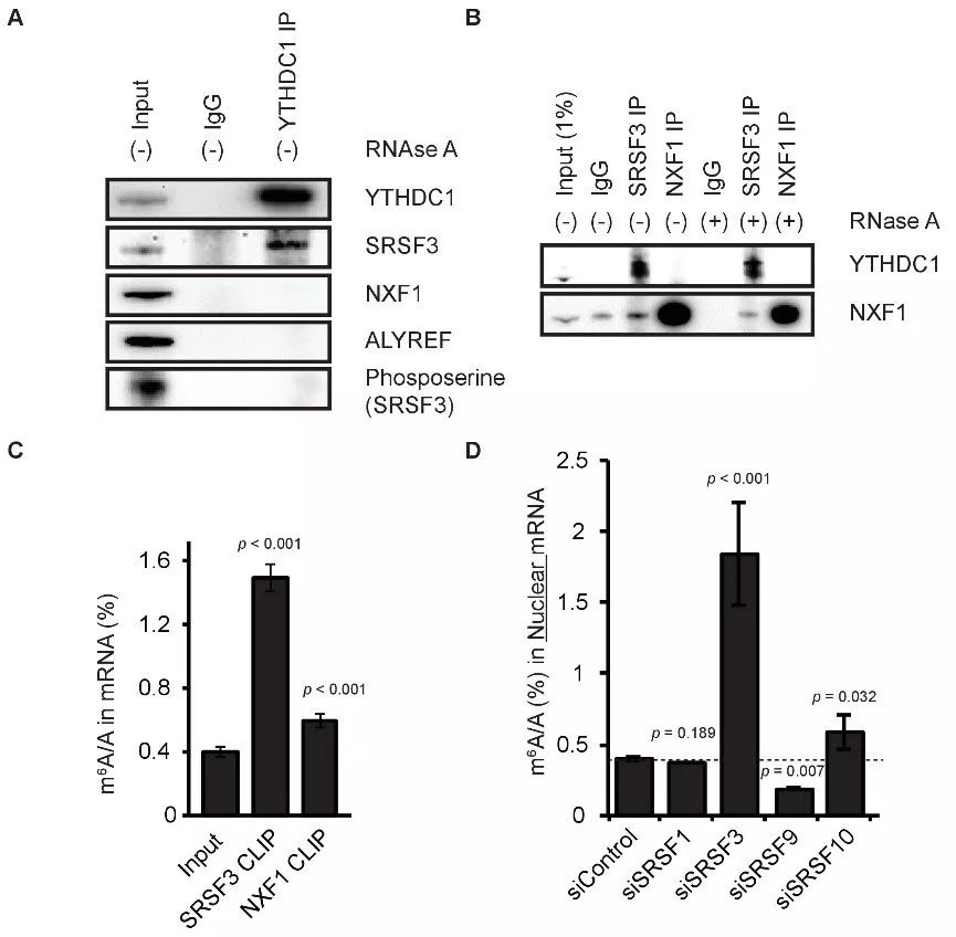 YTHDC1调控m6A修饰mRNA出核转运 | m6A专题_蛋白