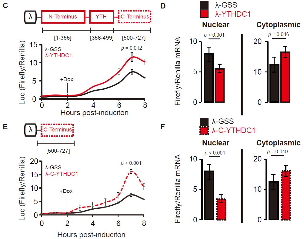 YTHDC1调控m6A修饰mRNA出核转运 | m6A专题_蛋白