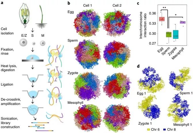 植物单细胞Hi-C技术助力解析水稻配子、合子单细胞3D基因组结构_of