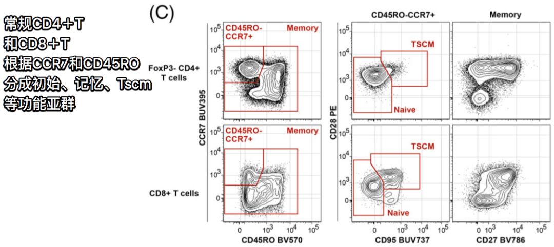 30参数流式评估T细胞和Treg功能_免疫