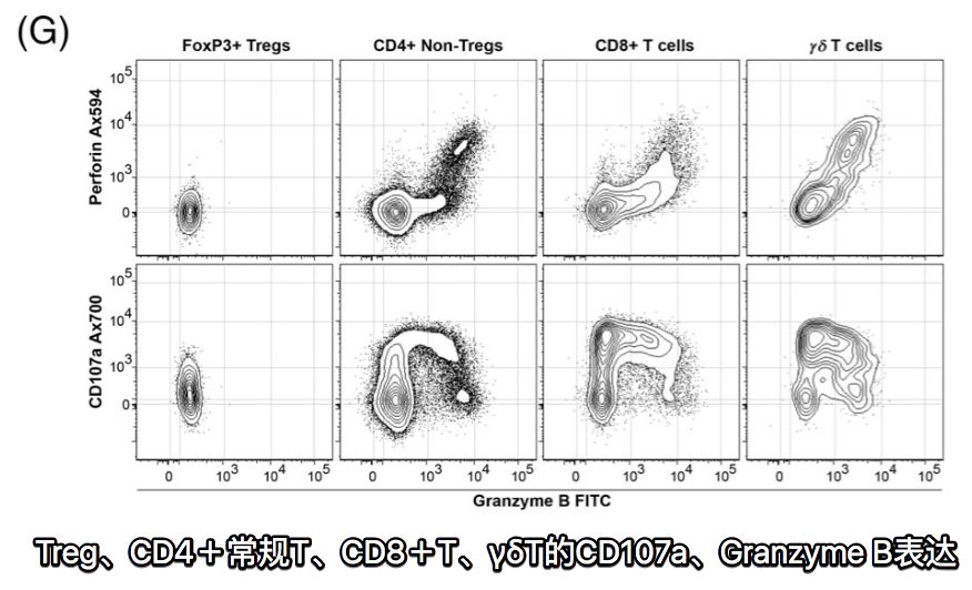 30参数流式评估T细胞和Treg功能-搜狐大视野-搜狐新闻