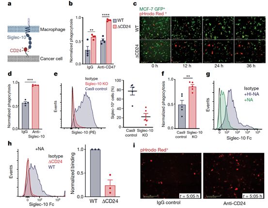 有望通过CD24与巨噬细胞Siglec-10信号的联合实现一种癌症免疫疗法_研究