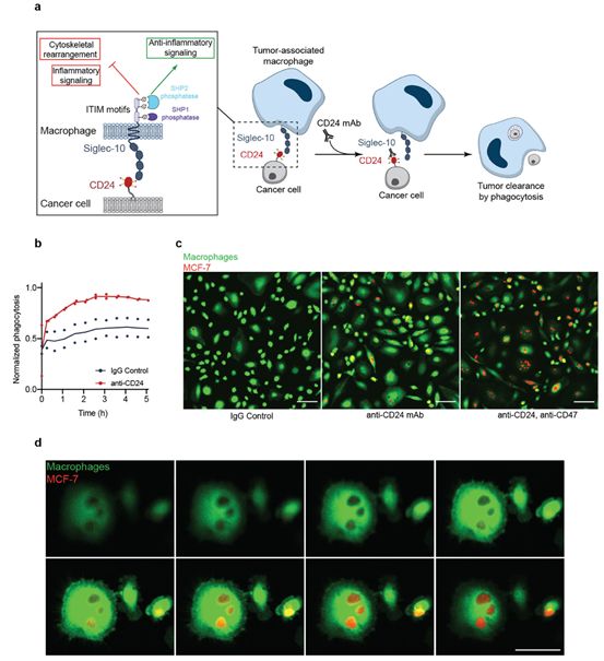 有望通过CD24与巨噬细胞Siglec-10信号的联合实现一种癌症免疫疗法_研究