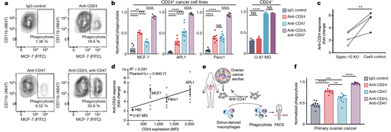有望通过CD24与巨噬细胞Siglec-10信号的联合实现一种癌症免疫疗法_研究