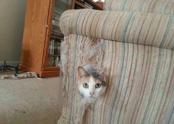抓破沙发、抓坏窗帘，猫主子为啥这么爱磨爪子？_猫咪