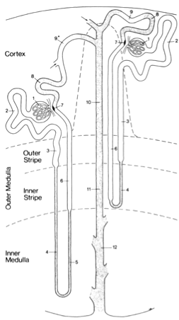 肾小管间质之髓质 | 肾活检导读_the