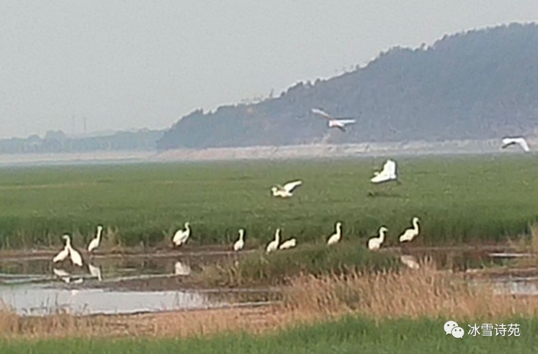【专题吟咏】秋游鄱阳湖落星墩-搜狐大视野-搜狐新闻