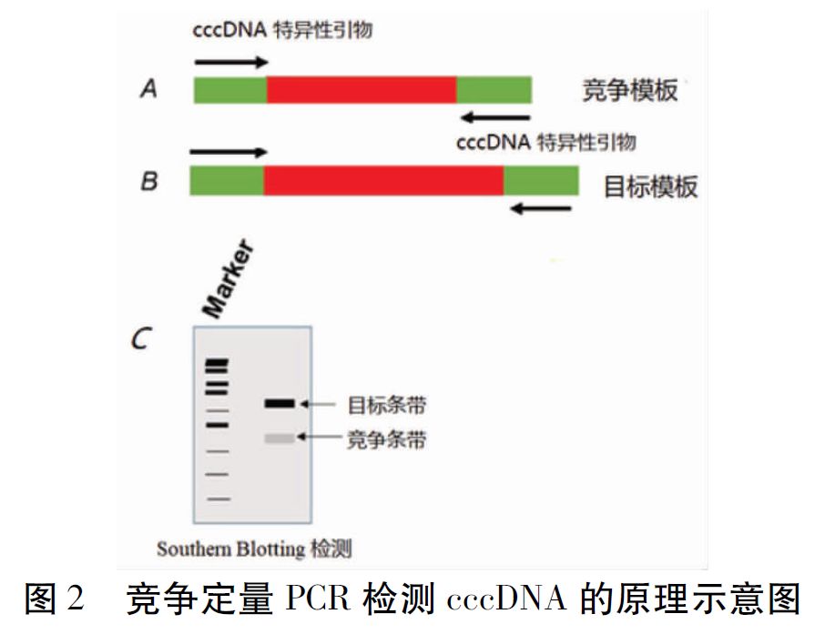 赵景民：HBV cccDNA检测技术与临床应用_rcDNA