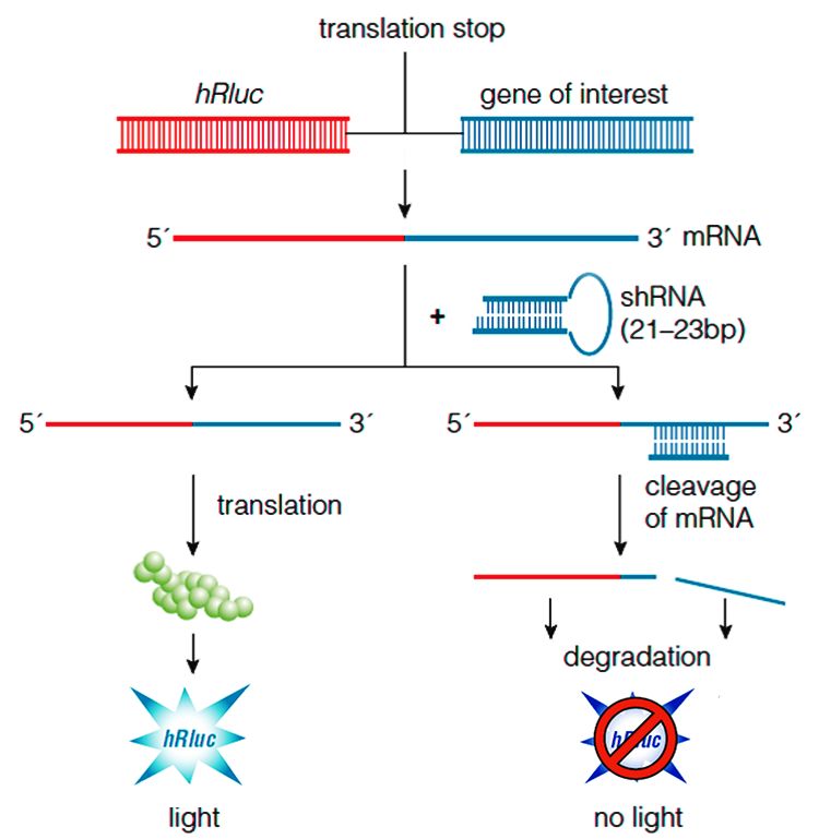 miRNA靶点预测及验证之合成篇 _基因