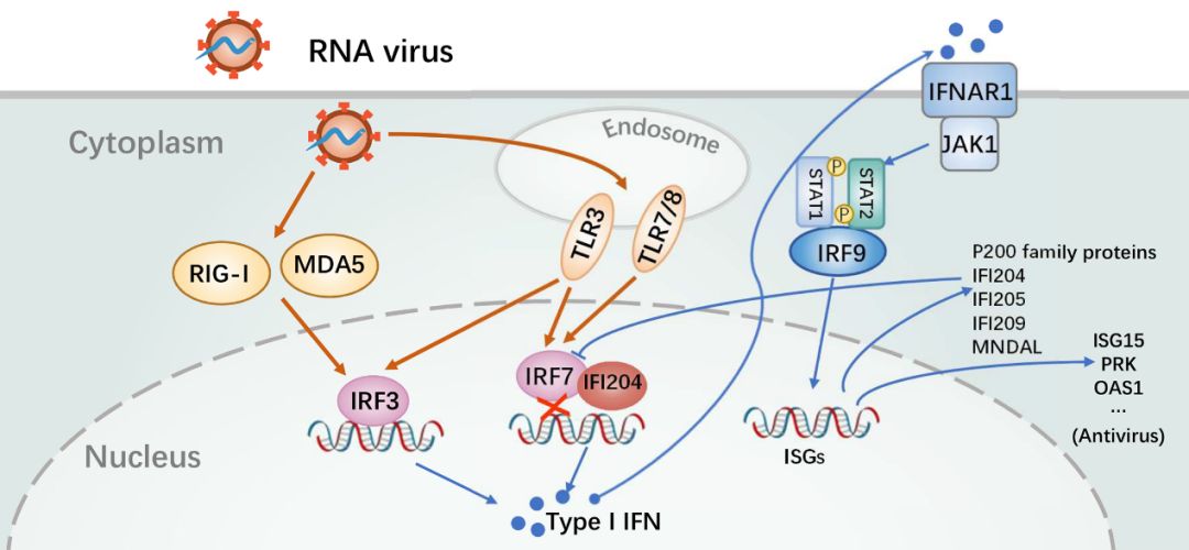 PLOS Pathog | 武汉大学陈宇和中山大学郭德银团队揭示P200家族蛋白调控天然免疫反应的新机制_研究