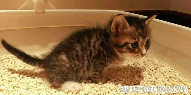 猫咪突然就不在猫砂里尿尿，猫为什么会突然不在猫砂里上厕所？情况