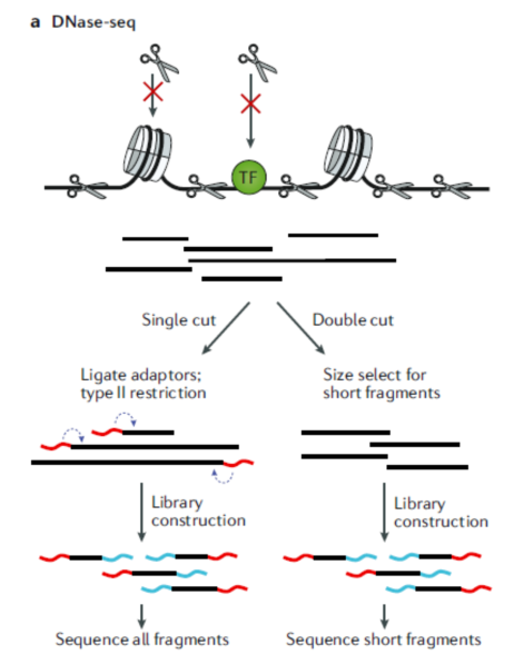 一文读懂表观遗传学研究利器——ATAC-seq技术及应用丨深度长文_DNase