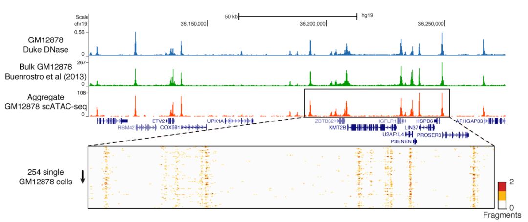 一文读懂表观遗传学研究利器——ATAC-seq技术及应用丨深度长文_DNase