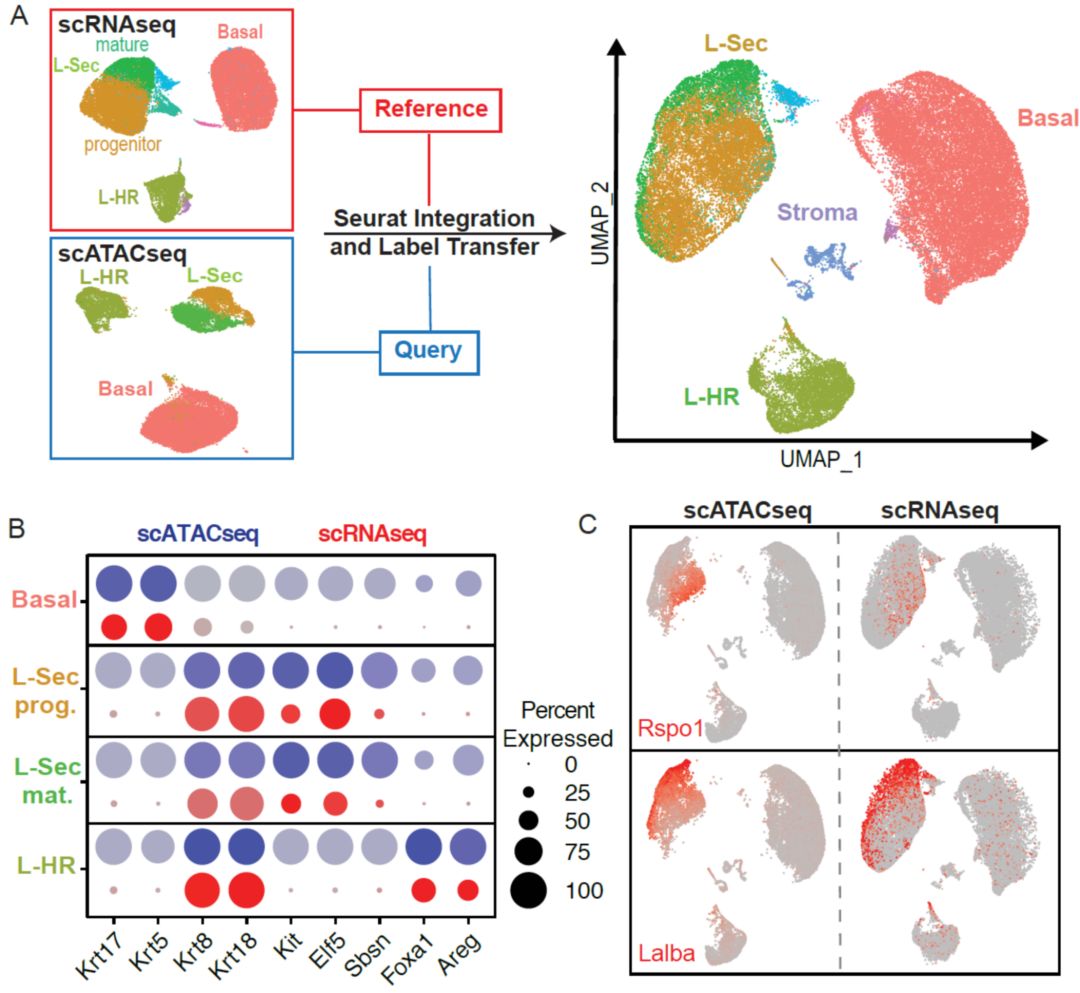 一文读懂表观遗传学研究利器——ATAC-seq技术及应用丨深度长文_DNase