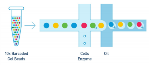 一文轻松玩转10X单细胞转录组官方分析软件CellRange | 单细胞专题_fastq