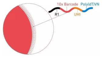 一文轻松玩转10X单细胞转录组官方分析软件CellRange | 单细胞专题_fastq
