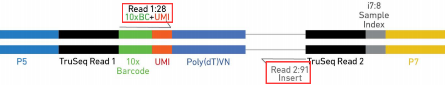 一文轻松玩转10X单细胞转录组官方分析软件CellRange | 单细胞专题_fastq
