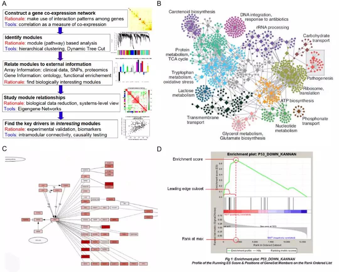 【科研猫·高阶】WGCNA共表达网络分析-让你的文章闪耀起来_基因