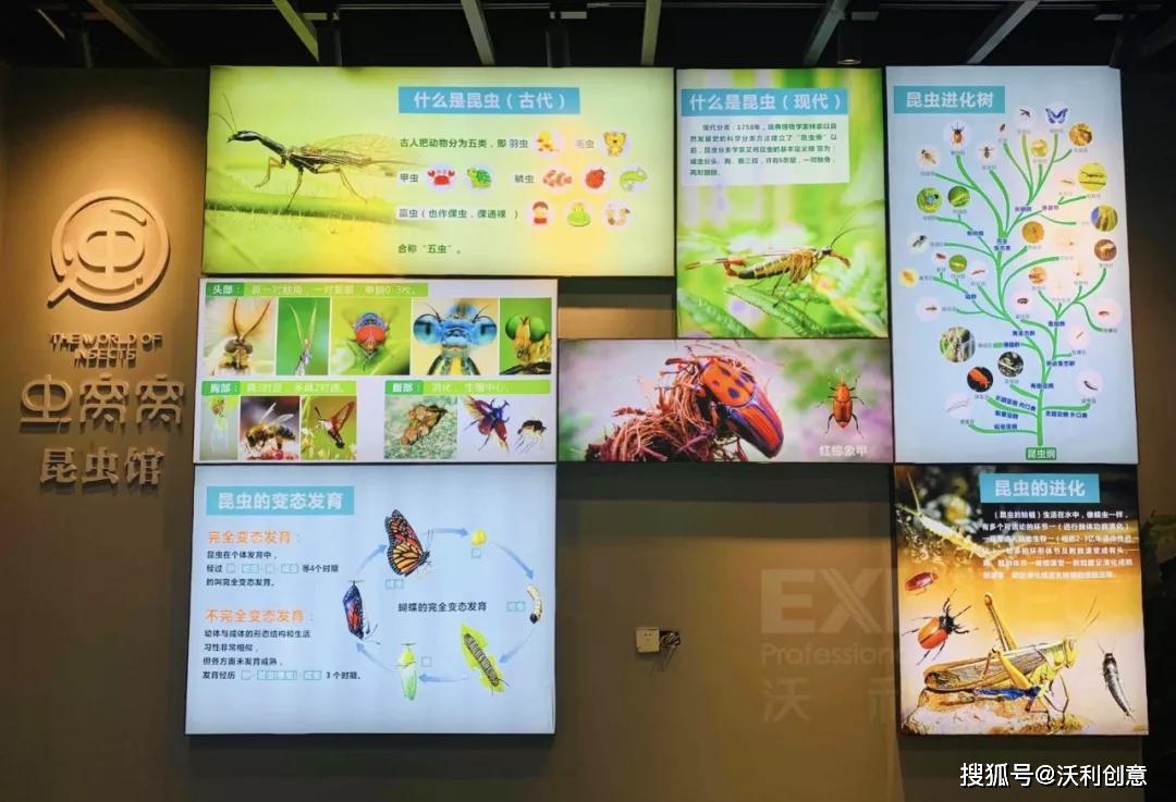“虫窝窝”昆虫博物馆奇妙之旅-搜狐大视野-搜狐新闻