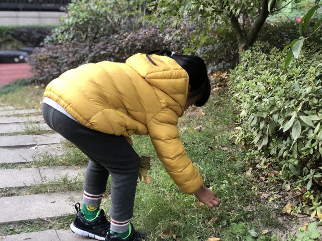 【绿幼趣事】秋风秋风吹吹,树叶树叶飞飞落叶