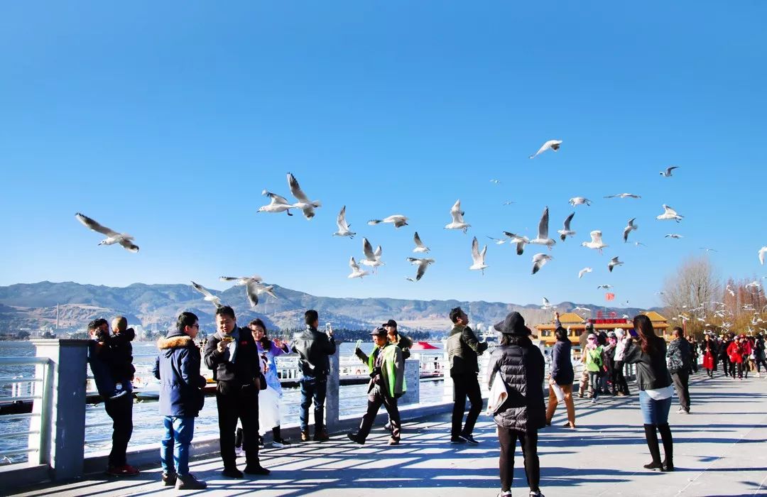 【春城秀】不远千里，与你相遇——昆明·海鸥情_Kunming