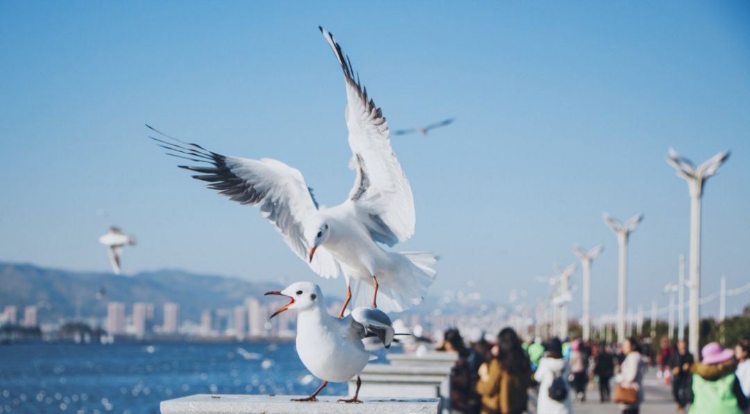 【春城秀】不远千里，与你相遇——昆明·海鸥情_Kunming