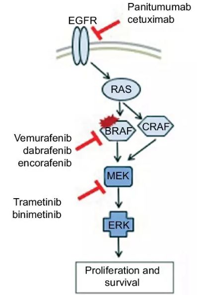 小分子新药爆发期，三款ERK1/2抑制剂进入临床阶段！_医药