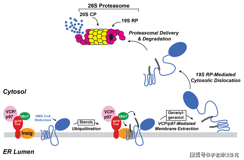 胆固醇合成代谢的调控_调节