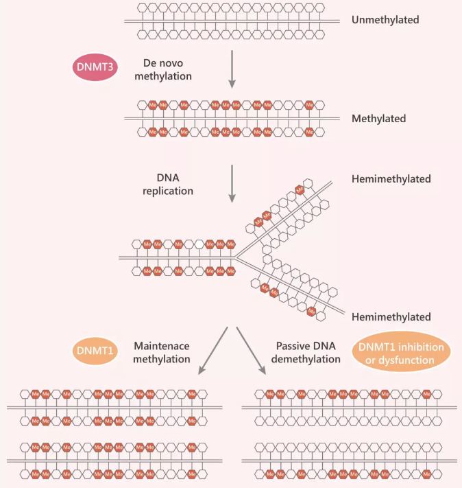 MCE解析5mC甲基化之路_蛋白