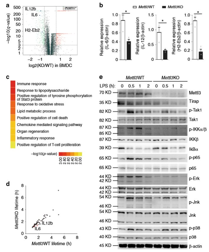 《Nature Communications》:北京协和医学院揭示m6A修饰在免疫反应中的新作用_Mettl