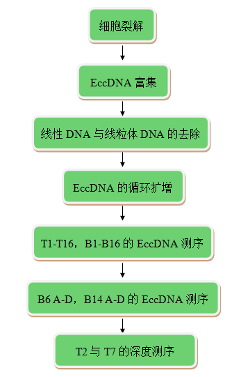 来学习一下CircDNA研究方法吧！_EccDNA