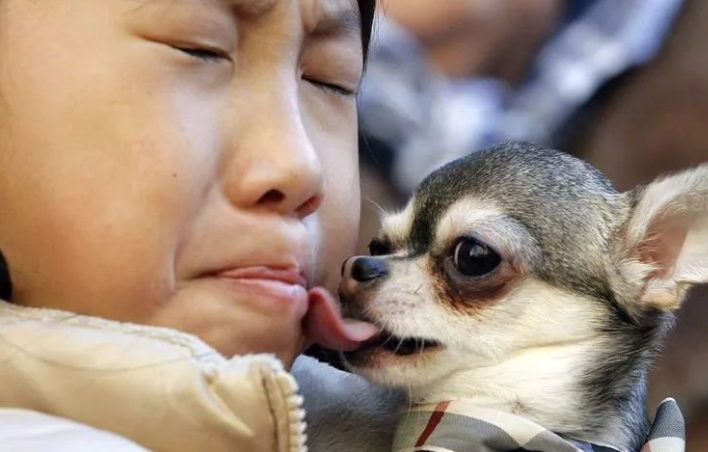 狗总喜欢舔人？科学家：其实是在告诉你4件事，现在知道还不晚 搜狐大视野 搜狐新闻