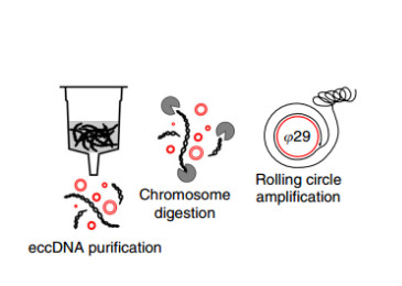EccDNA是什么？CircDNA-Seq了解一下！ _eccDNA