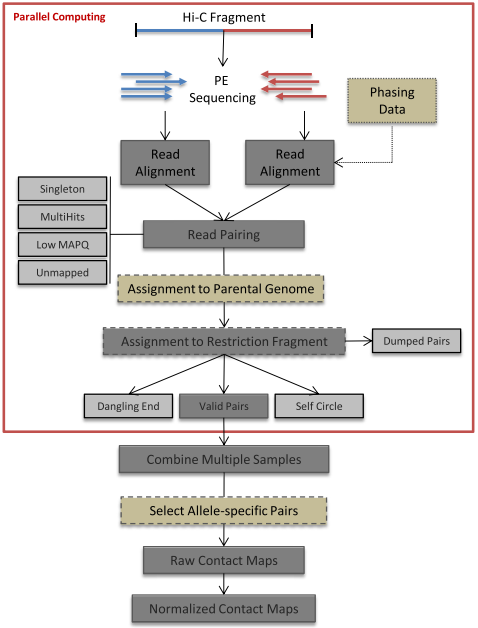 Hi-C辅助组装知多少，硬核知识点来了~_基因组