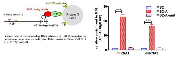 RIP（RNA Binding Protein Immunoprecipitation）RNA结合蛋白免疫沉淀_检测