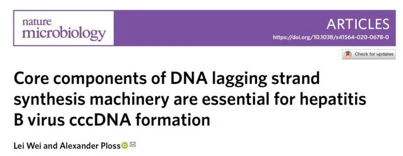 乙肝病毒cccDNA形成机制研究获得突破_rcDNA